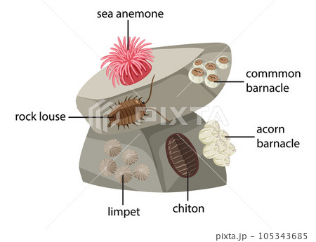 Sea Anemone Labeled Diagram